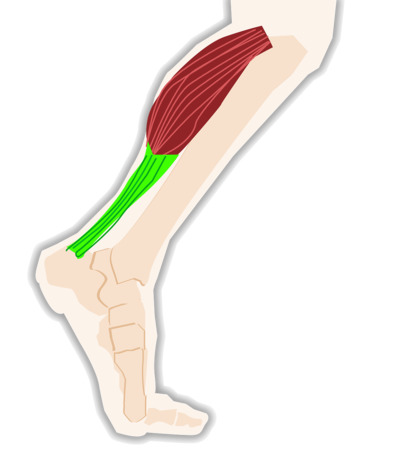 Fibrous Connective Tissue | Definition, Types & Functions - Lesson ...