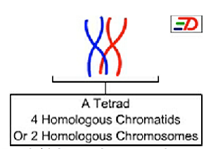 Meiosis 1 Agus 2