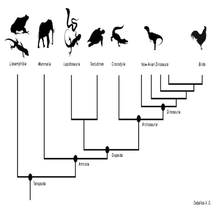 Analyzing Phylogenetic Trees and Cladograms via Nodes, Groups or ...