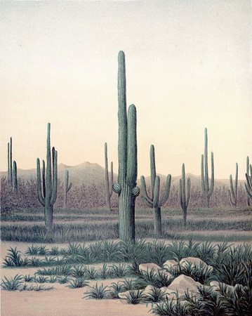 Cactus Definition, Types & Flowers | Study.com