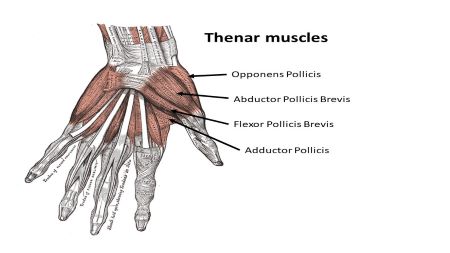 Which of the following intrinsic muscles of the hand do not make up the ...