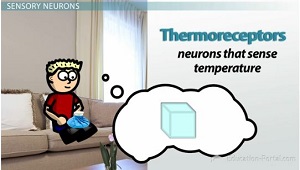 Nervous System | Definition, Anatomy & Function - Lesson | Study.com