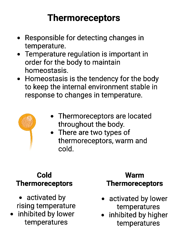 Determining Sensory Receptor Function from Analyzing Models Practice ...
