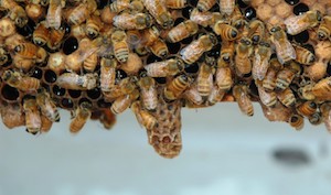 Eusociality & Haplodiploidy: Definition, Hypotheses & Evolution | Study.com