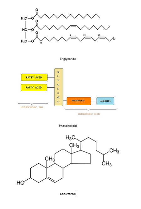 Comparing the Function of the Polymers for the Four Biological ...
