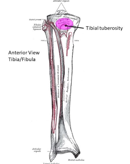 What is the common distal attachment of all the muscles of the ...