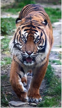 Sympathetic & Parasympathetic Nervous System | Function & Example ...