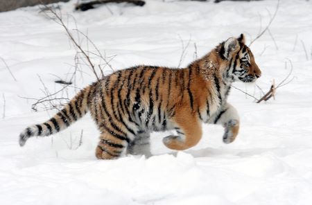 Siberian Tiger Characteristics, Lifespan & Habitat | Study.com