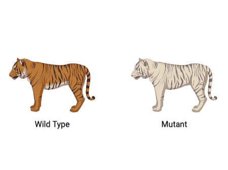 Analyzing Genetic Variation Due to Mutation Practice | Biology Practice ...