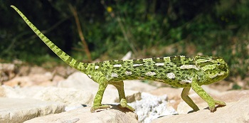 Chameleon Adaptations: Lesson for Kids | Study.com