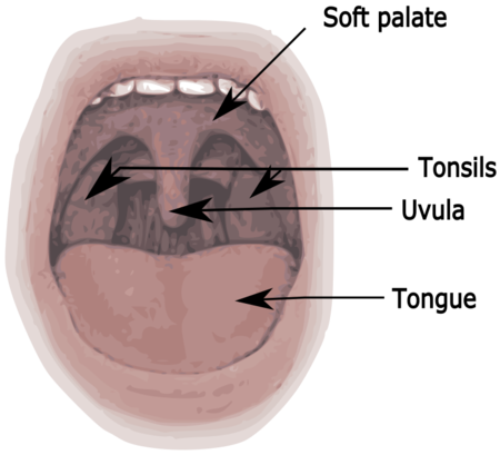 Lymphatic System | Overview, Components & Conditions - Lesson | Study.com