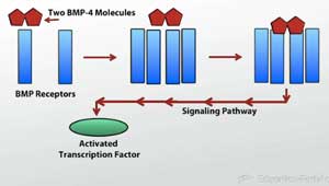 How Signaling Molecules Control Differentiation - Lesson | Study.com