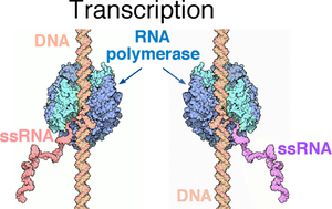 Analyzing Model to Describe the Steps of Transcription Practice ...