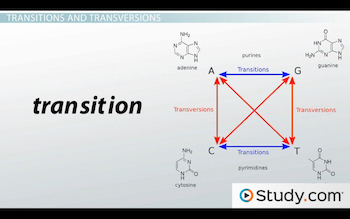 What is a Point Mutation? - Definition, Causes & Types - Video & Lesson ...