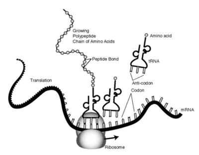 Comparing and Contrasting the Translation Process in Eukaryotes ...