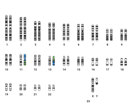 Analyzing a Karyotype to Identify Chromosomal Abnormalities Practice ...