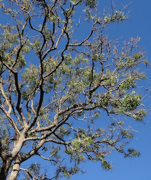 Application of Allelopathy in Agriculture & Forestry | Study.com