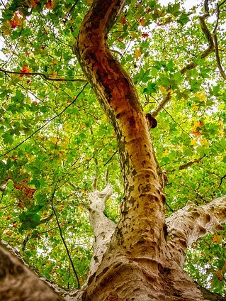 Soul of the World in The Alchemist | Meaning & Characteristics - Lesson ...