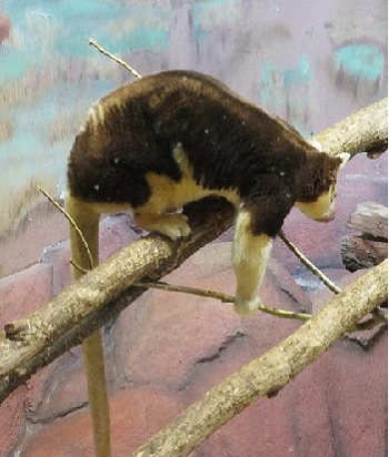 Tree-Kangaroo Facts: Lesson for Kids | Study.com
