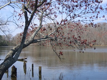 A Separate Peace by John Knowles: Chapter 2 | Summary & Quotes | Study.com