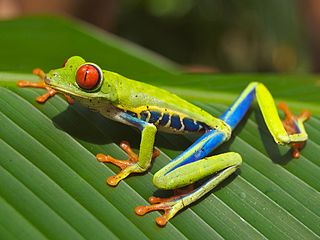 Frog Facts, Habitat & Types | Study.com