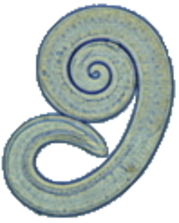 Phylum Nematoda | Definition, Characteristics & Examples - Lesson ...