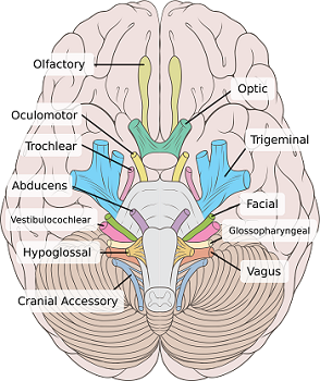 Masseter Muscle Function, Location, Action & Innervation | What Does ...
