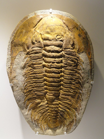 Ordovician-Silurian Extinction | Overview & Causes - Lesson | Study.com