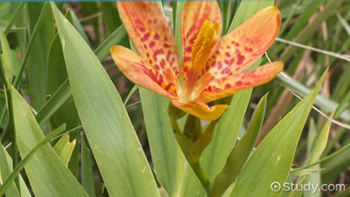 Monocot Definition, Characteristics & Examples - Lesson | Study.com