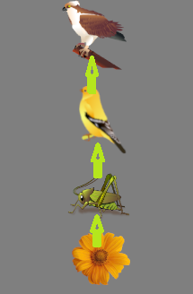 Modeling the Transfer of Energy in an Ecosystem Practice | Biology ...