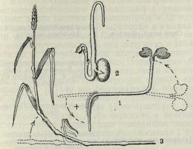 Gravitropism Definition Examples Video Lesson