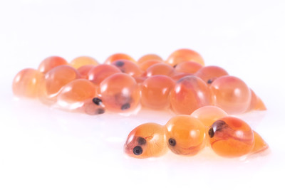 Zygote Formation | Overview & Process - Lesson | Study.com