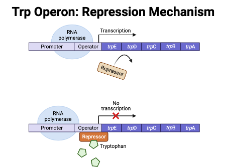 Justifying the Need for Genes that are Coordinately Regulated Practice | Biology Practice ...