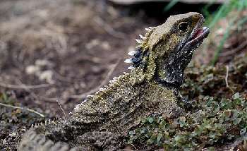 Tuatara Facts: Lesson for Kids | Study.com