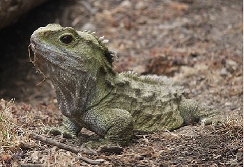Tuatara Facts: Lesson for Kids | Study.com
