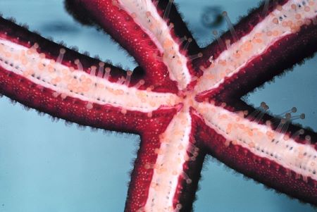 Echinodermata | Overview, Characteristics & Respiration - Lesson ...
