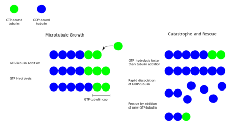 Filament in Biology | Definition, Types & Examples - Lesson | Study.com