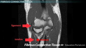Types of Connective Tissue - Lesson | Study.com
