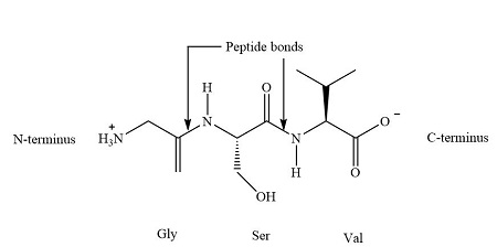 What is the amino acid at the C-terminus of the protein? | Study.com