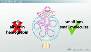 Nephron | Definition, Parts & Function - Lesson | Study.com