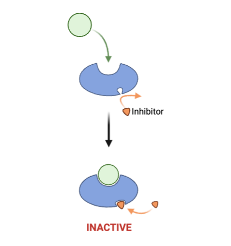 Comparing & Contrasting the Structures of Different Active Sites ...