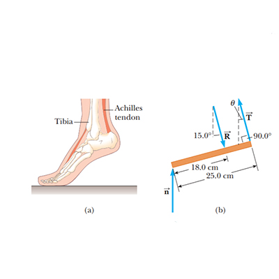 When a person stands on tiptoe (a strenuous position), the position of ...
