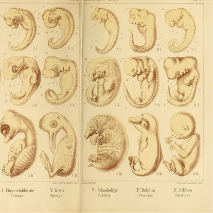 Analyzing Vertebrate Embryos to Identify Relationships among Species ...