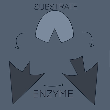 Predicting How Changing the Structure of the Active Site will Affect ...