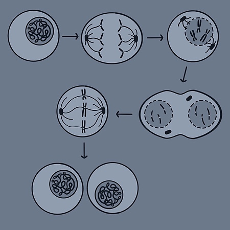 Using a Model to Describe the Steps of Mitosis Practice | Biology Practice Problems | Study.com