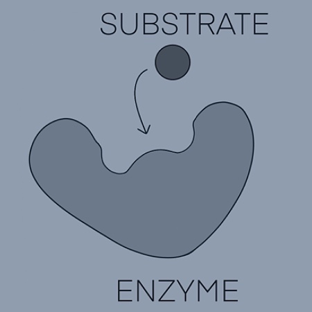 Predicting How Changing the Structure of the Active Site will Affect ...
