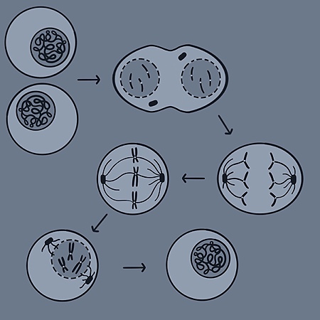 Using a Model to Describe the Steps of Mitosis Practice | Biology ...