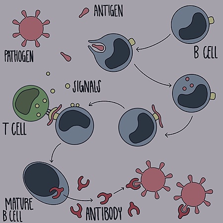Analyzing the Role of Cell-cell Contact in the Immune Response Practice ...