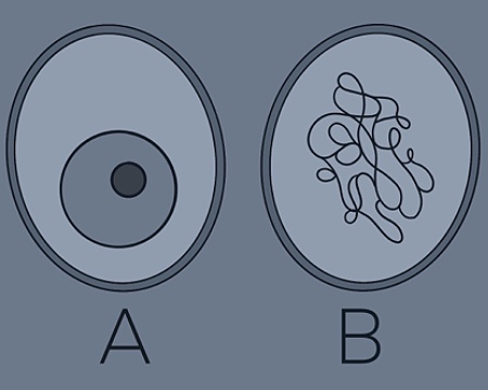 Comparing the Compartmentalization of Prokaryotes & Eukaryotes Practice ...