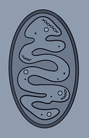 Comparing the Compartmentalization of Prokaryotes & Eukaryotes Practice ...